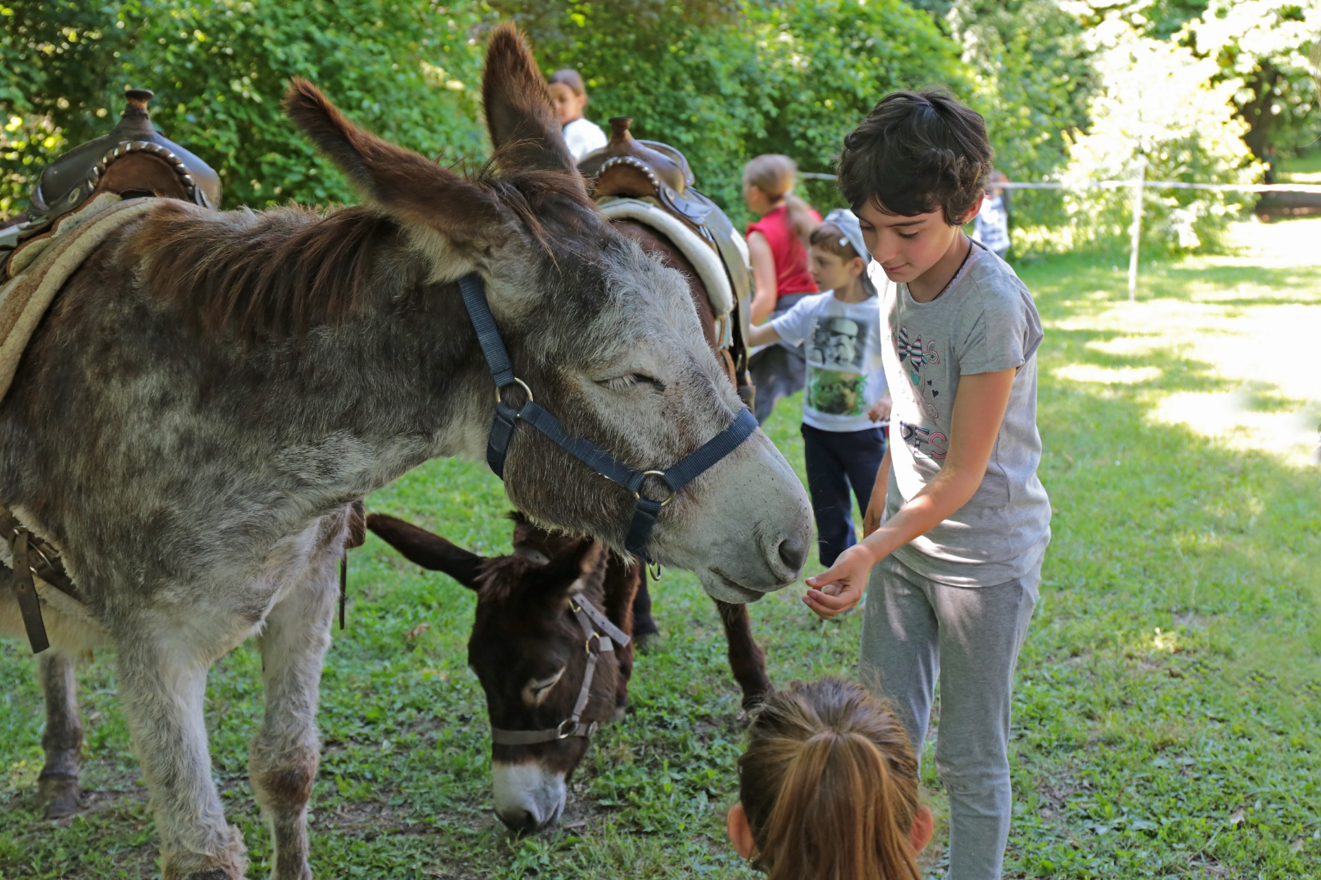 Adotta un Asino :: Asineria Asini di Reggio Emilia
